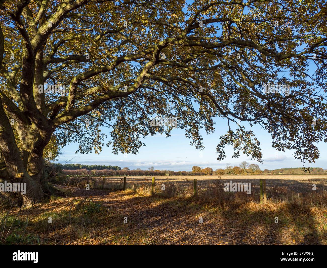 Overhanging branches of a beautiful large oak tree with brown autumn ...