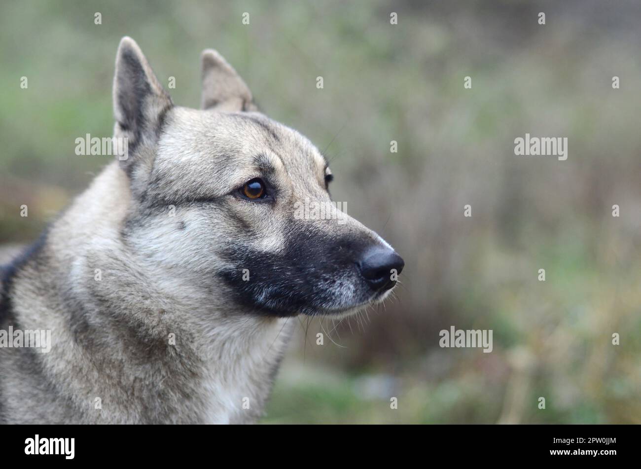 Portrait of a dog breed West Siberian Laika with green field background ...