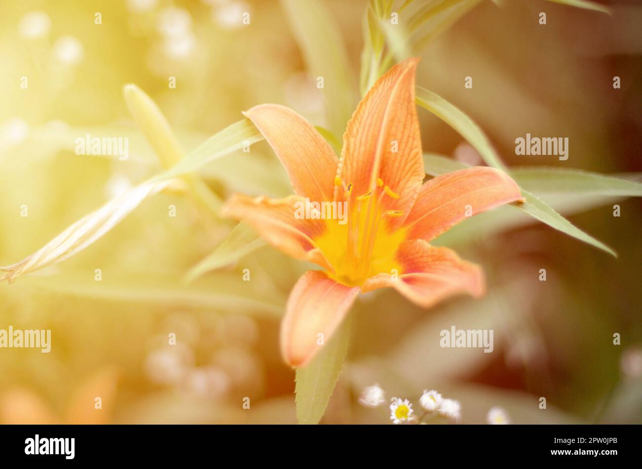 Orange lily flowers with green stems grow in a country house garden ...