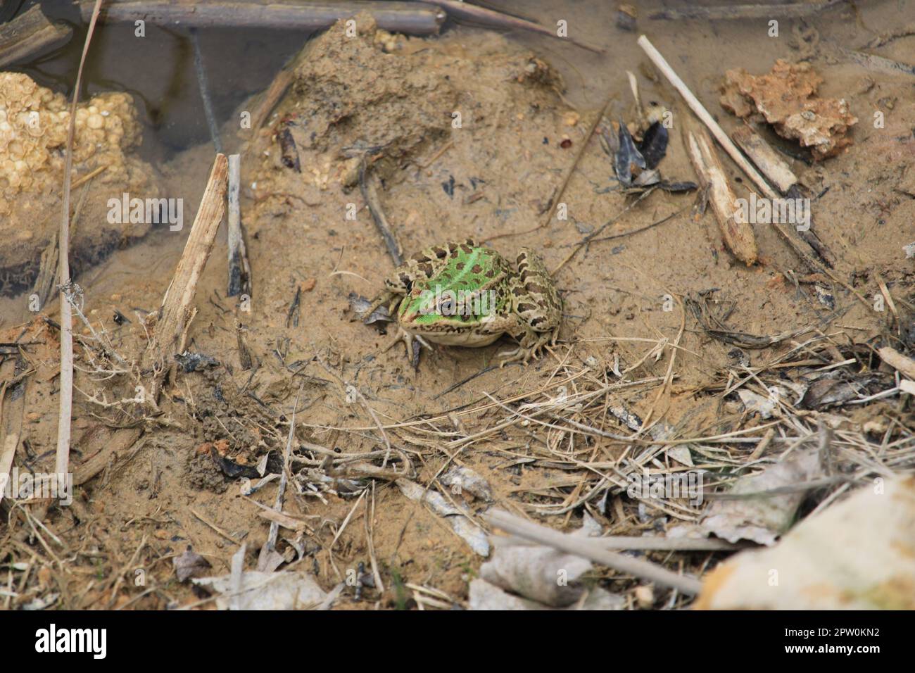 Marisma de la fauna hi-res stock photography and images - Alamy