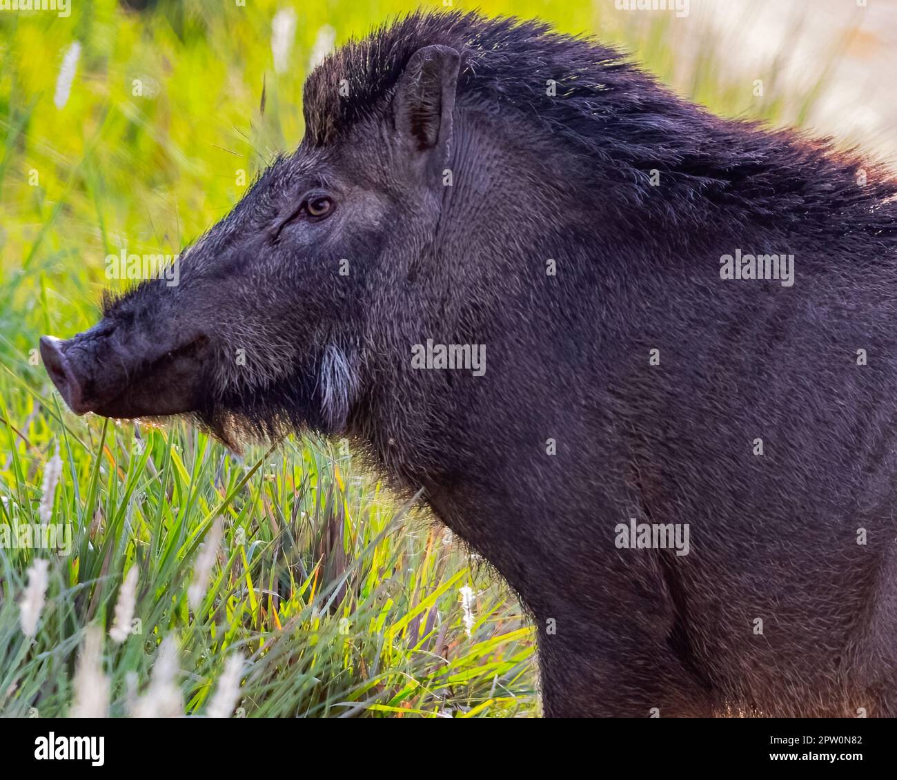 Wild boar walking in green hi-res stock photography and images - Alamy