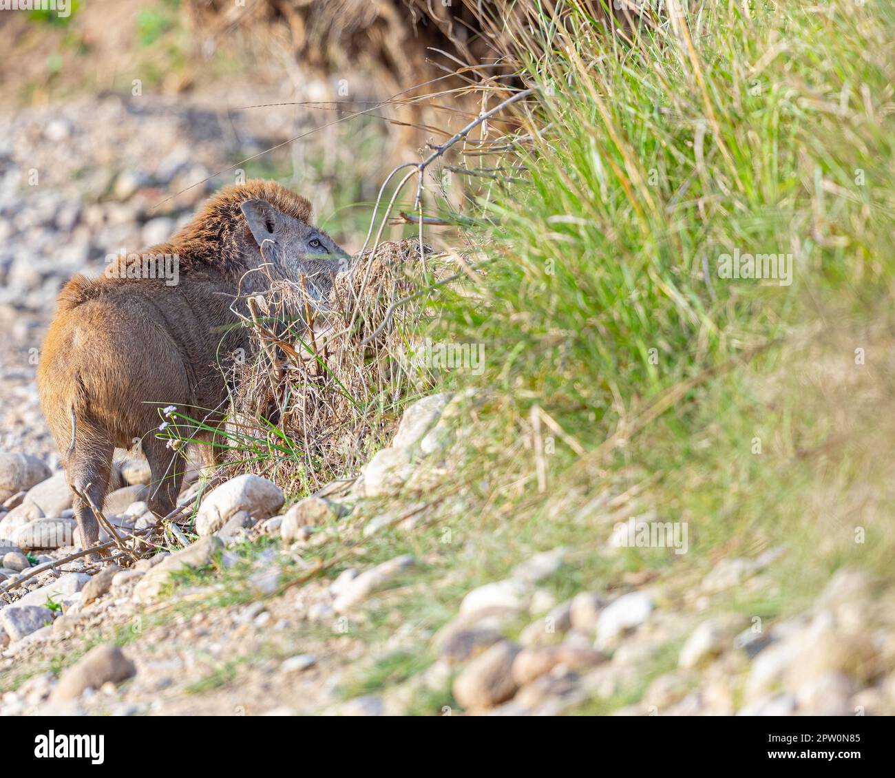 Black running boar hi-res stock photography and images - Alamy