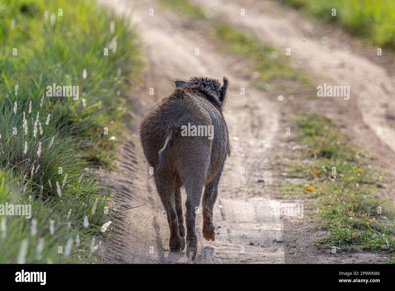 Walking on a pathway hi-res stock photography and images - Alamy