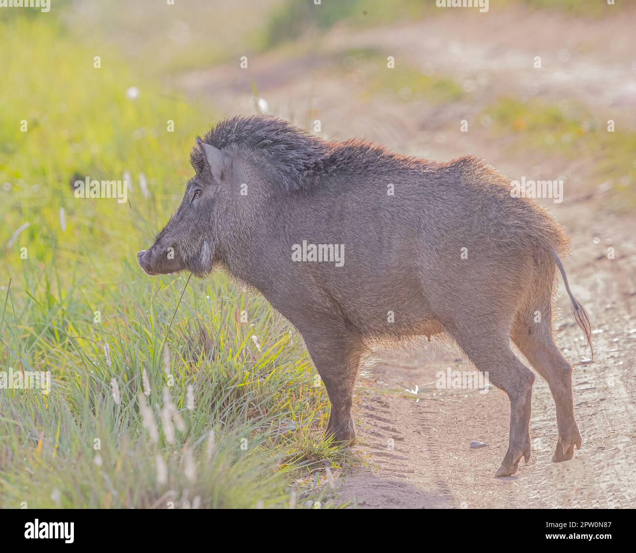 A Wild Boar in jungle Stock Photo - Alamy