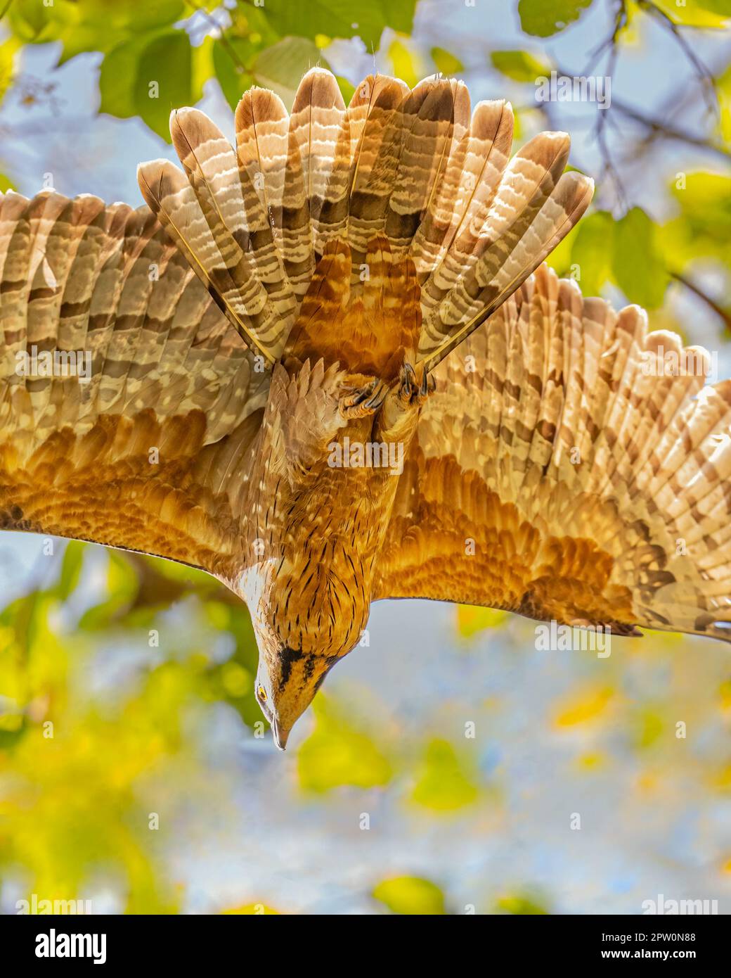Tail fan hi-res stock photography and images - Alamy