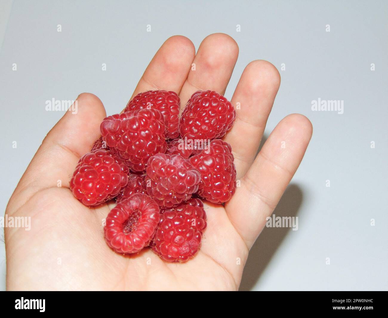Raspberries in a person's hand. Fresh raspberry Stock Photo - Alamy