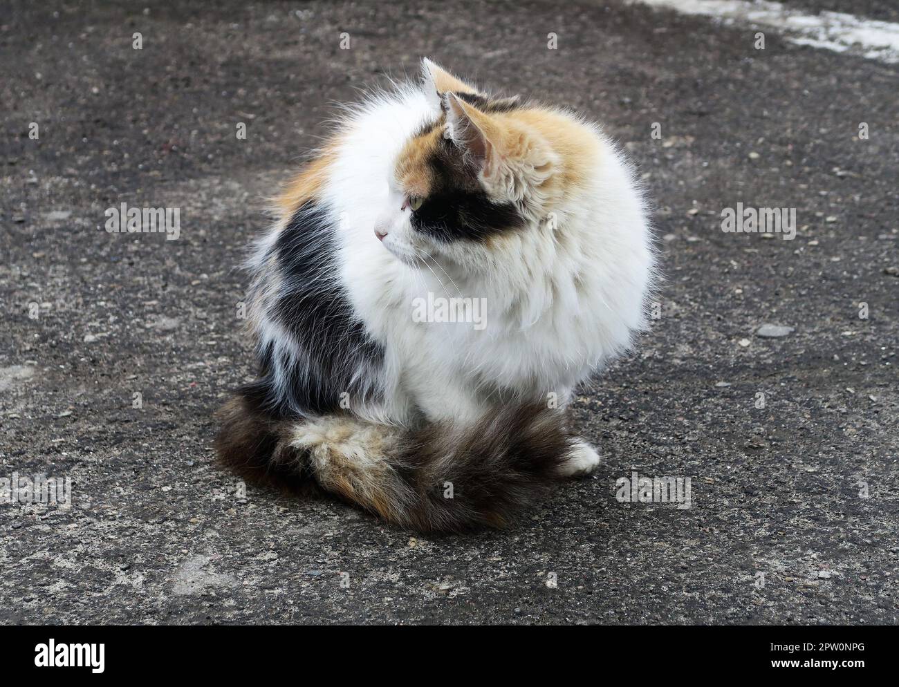 Multi-coloured cat sitting on the asphalt Stock Photo - Alamy