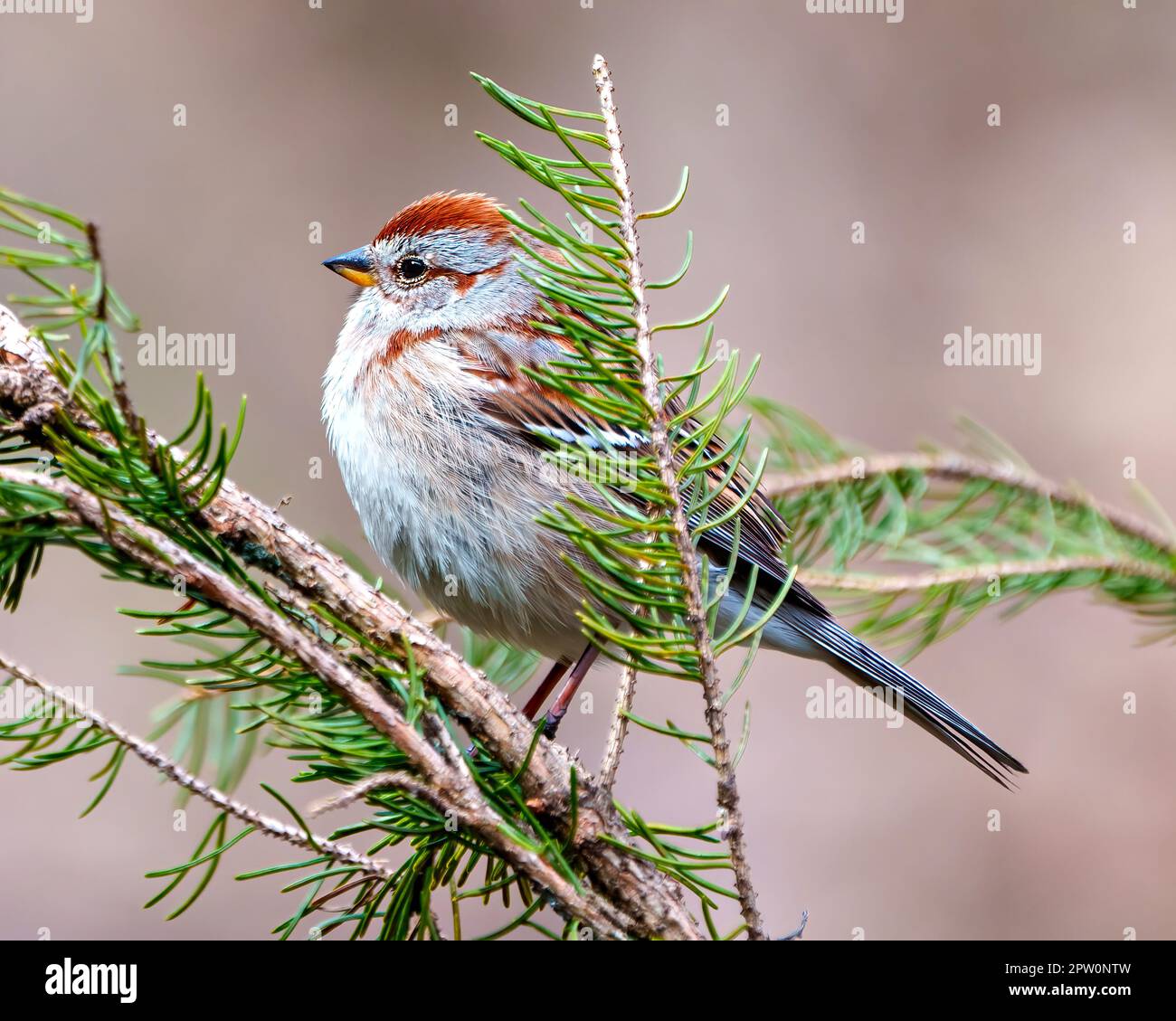 American Tree Sparrow close-up side view perched on a coniferous tree ...