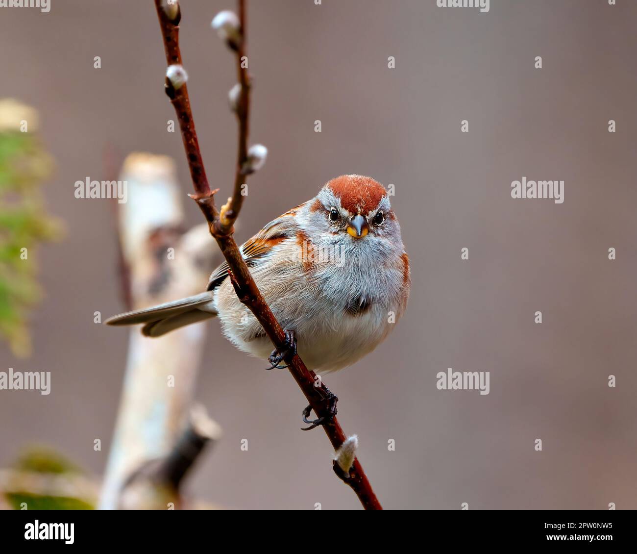 American Tree Sparrow close-up front view perched on a tree buds branch ...