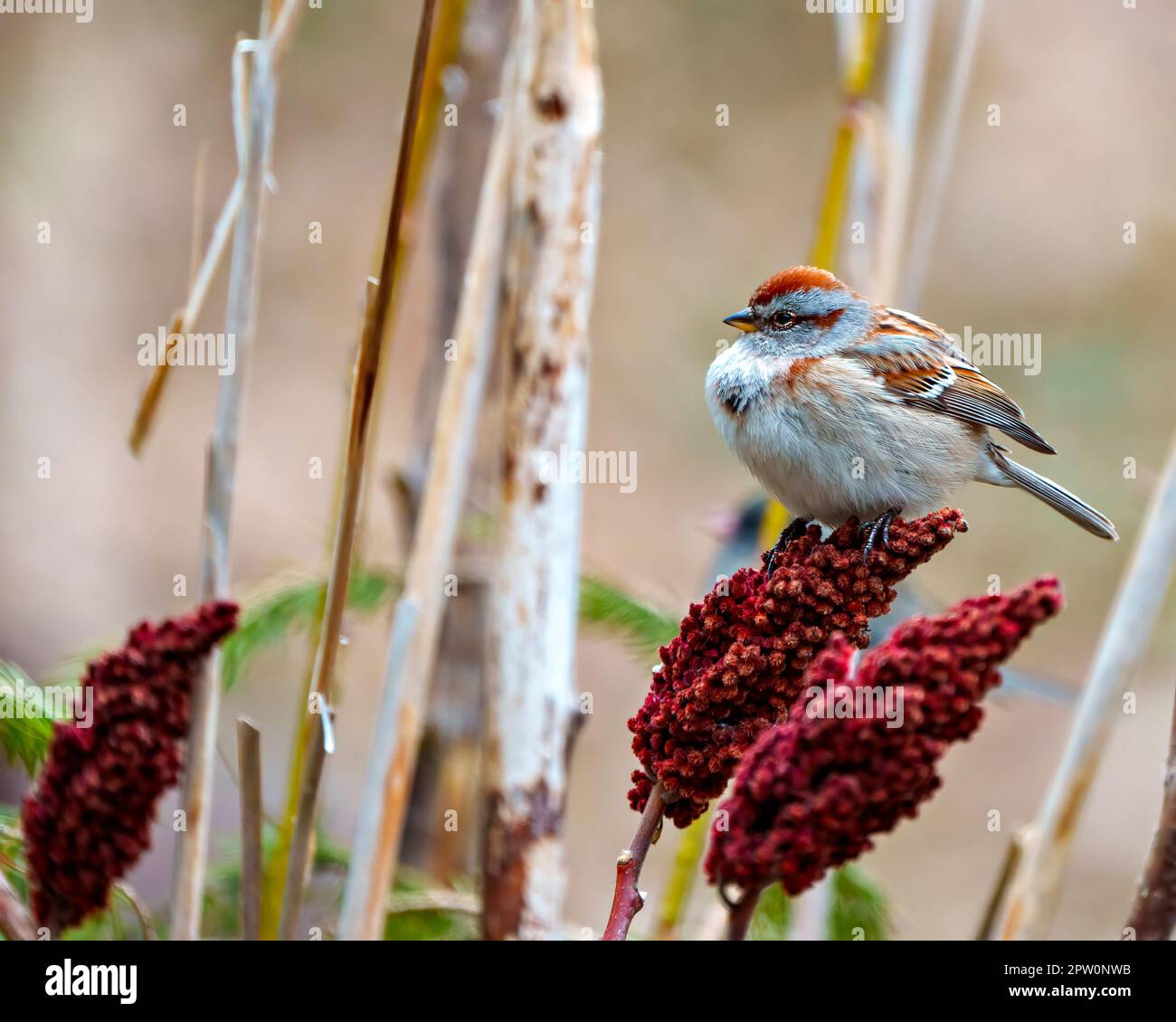 American Tree Sparrow close-up view perched on a red stag horn sumac ...