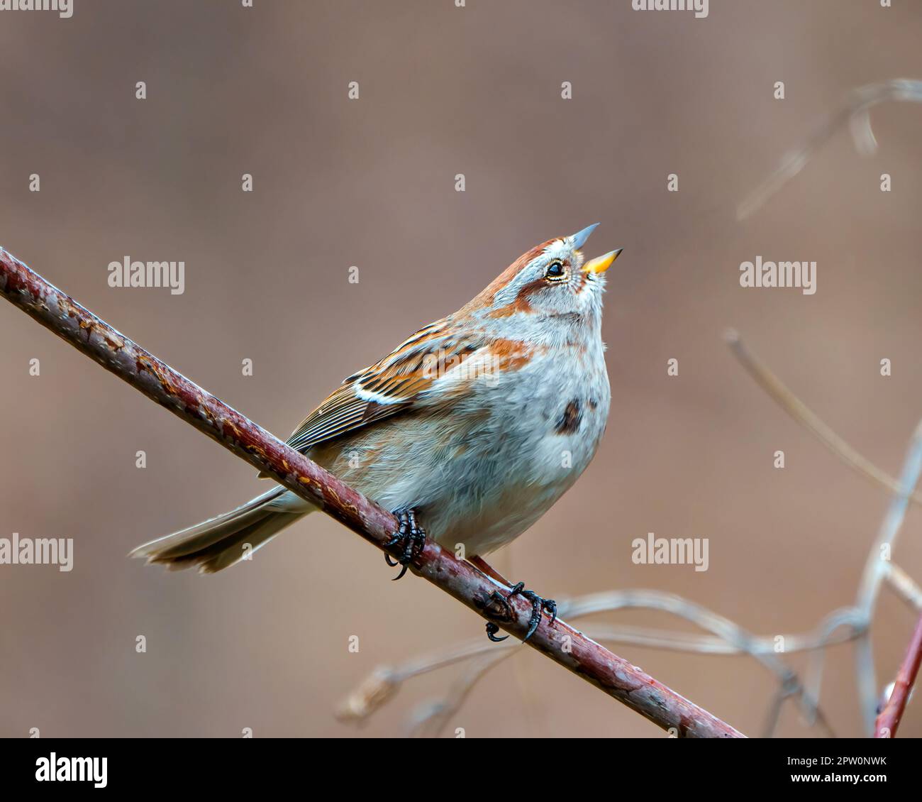 American Tree Sparrow close-up view perched on a tree branch and ...