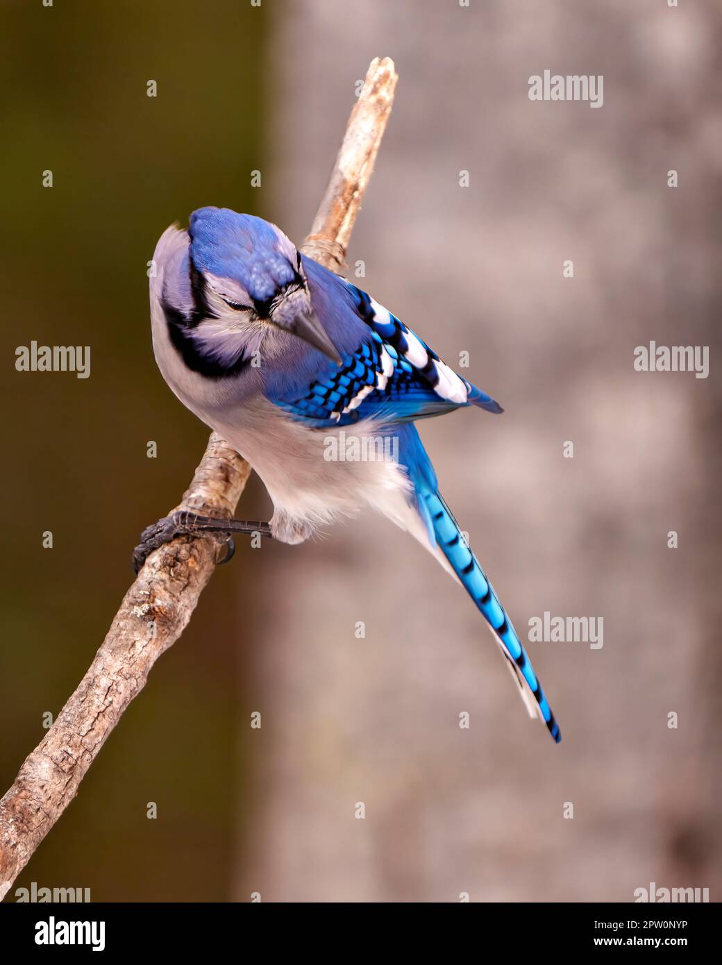 Blue Jay close-up view perched and looking towards the ground with a ...