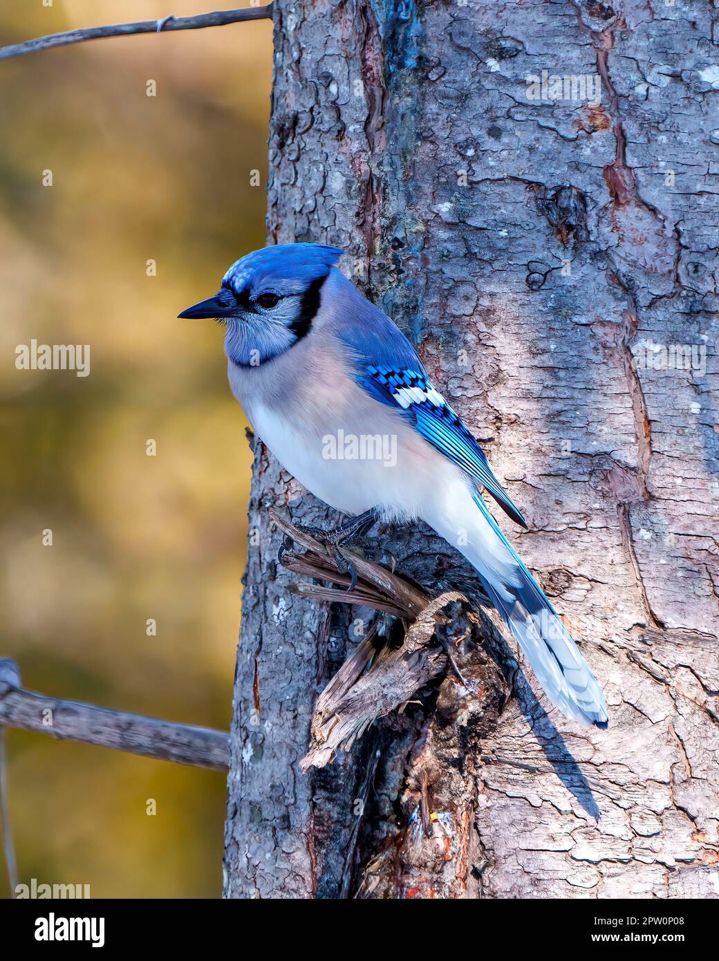 Blue Jay close-up side view, perched on a tree branch with blur background in its environment ...