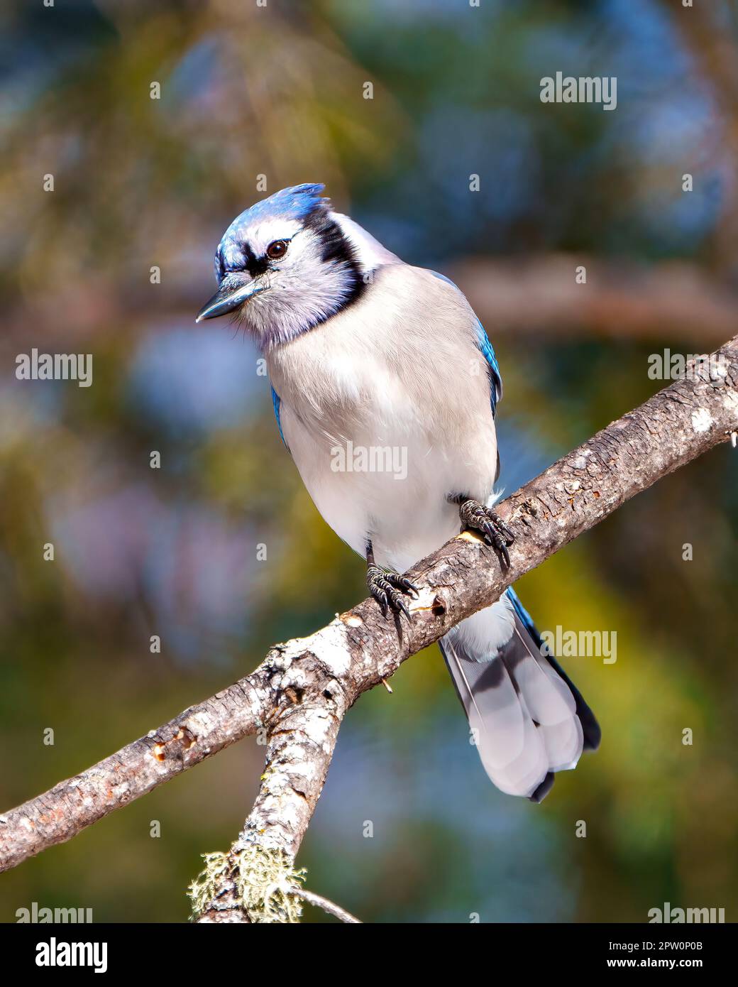 Blue Jay close-up front view perched on a tree branch with a forest blur background in its ...