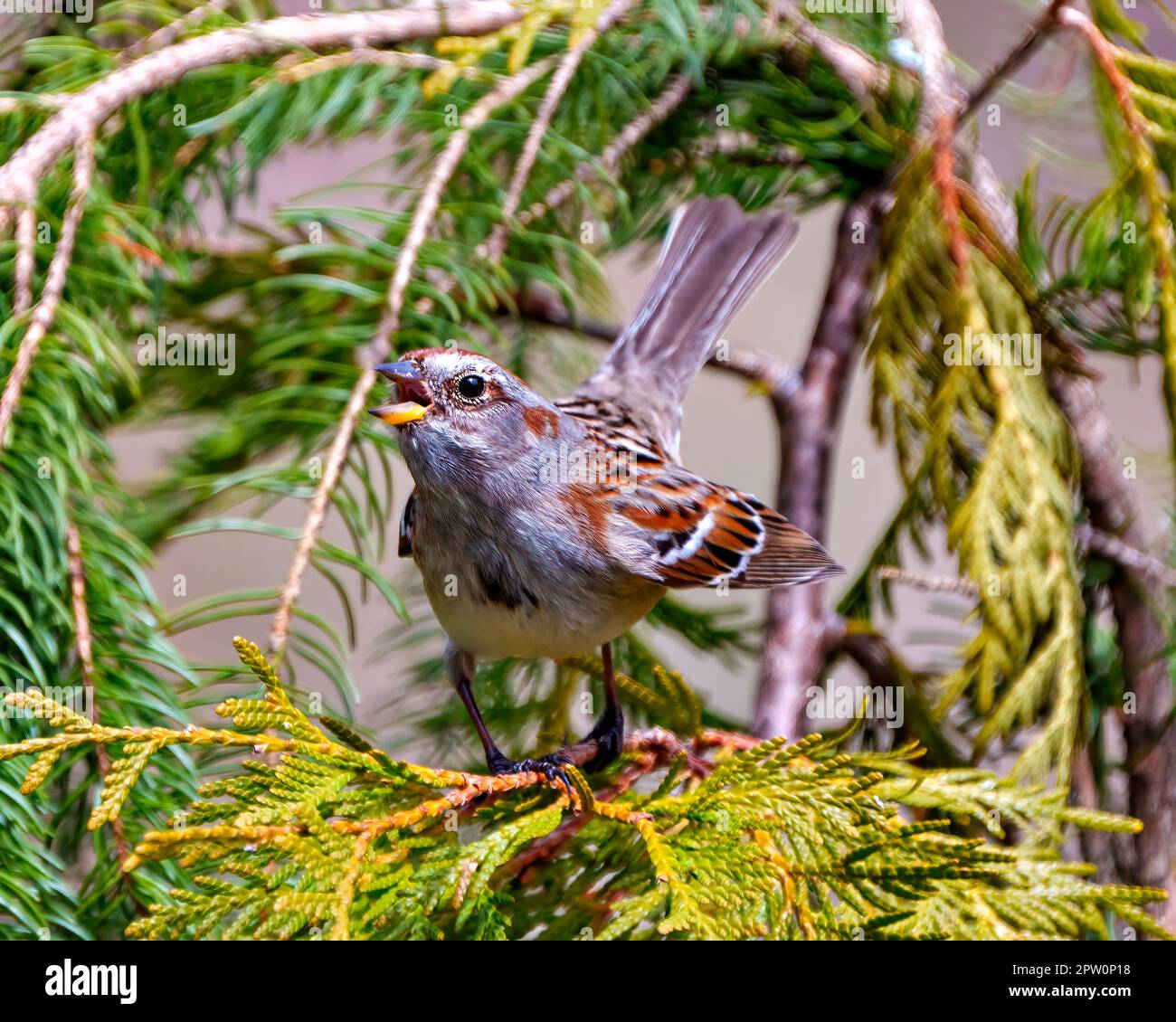 Singing and flapping hi-res stock photography and images - Alamy
