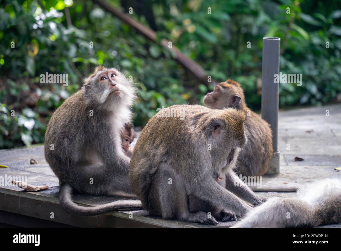 Curious monkeys hi-res stock photography and images - Alamy