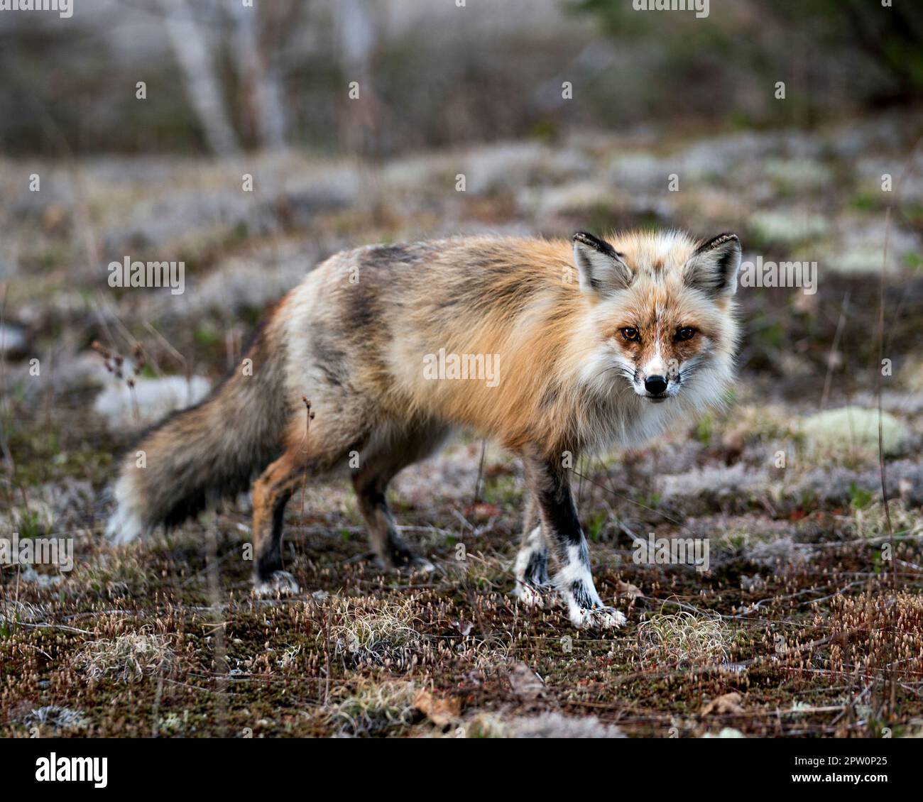 Red fox close-up profile side view looking at camera with a blur forest ...