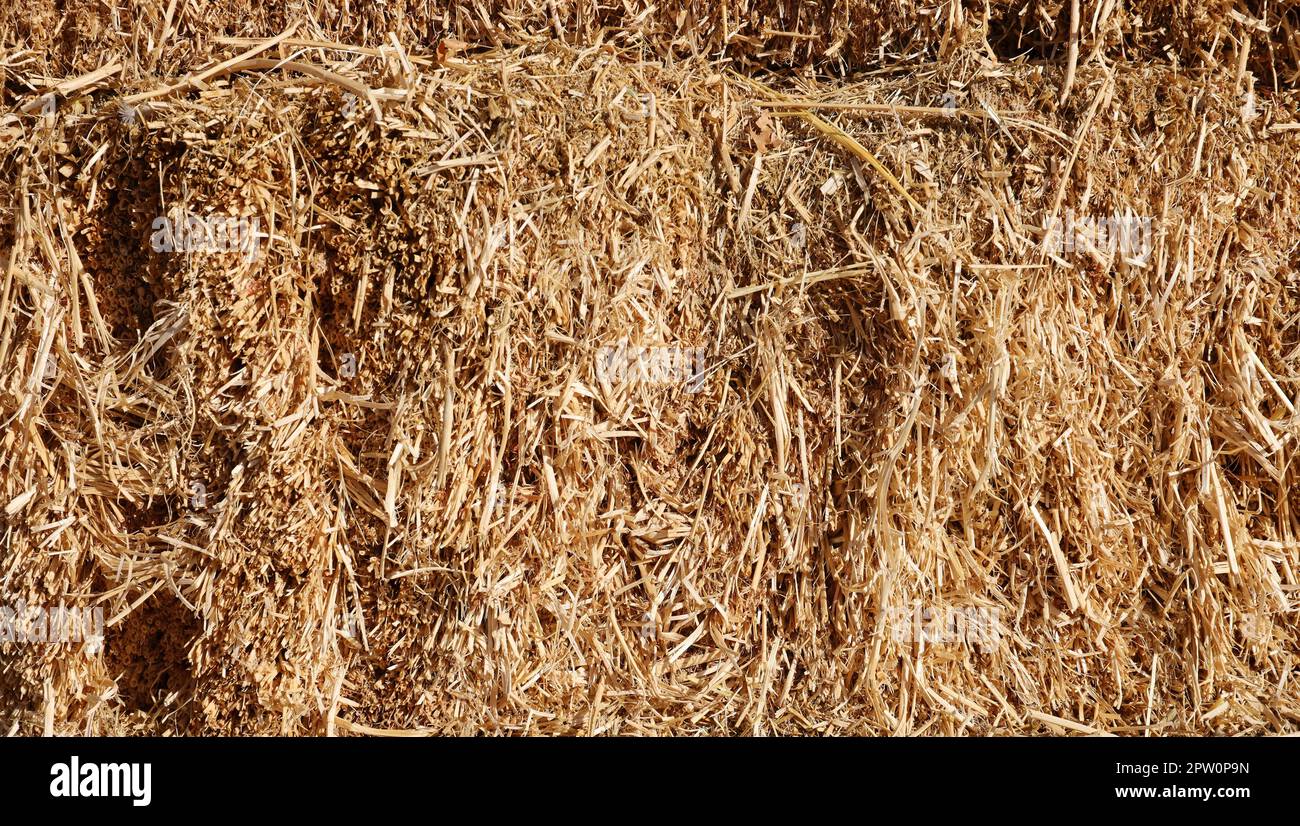 Dry hay straw yellow background texture. Dry rice straw texture for ...