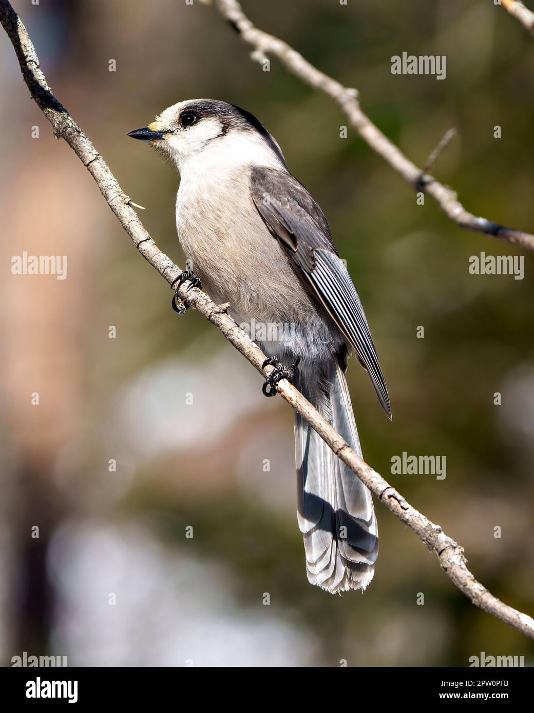 Grey jay note pad photo hi-res stock photography and images - Alamy