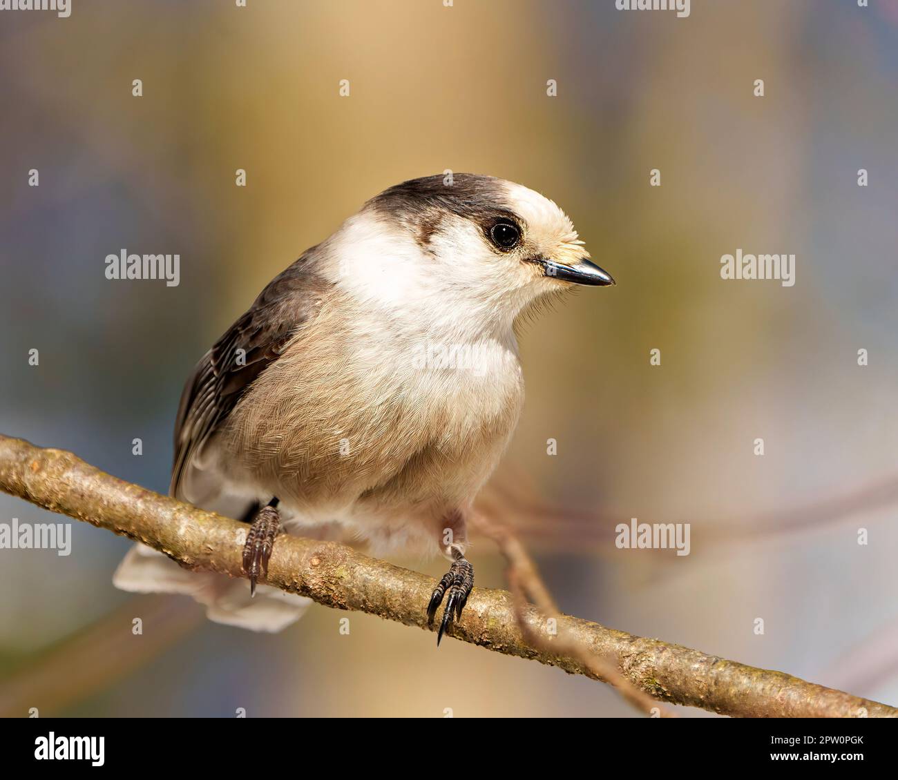 Grey Jay close-up profile front view perched on tree branch with a blur ...
