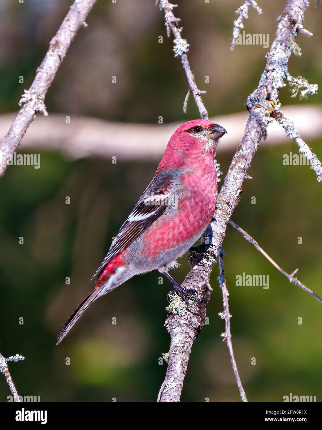 Grosbeak elegant bird picture hi-res stock photography and images - Alamy