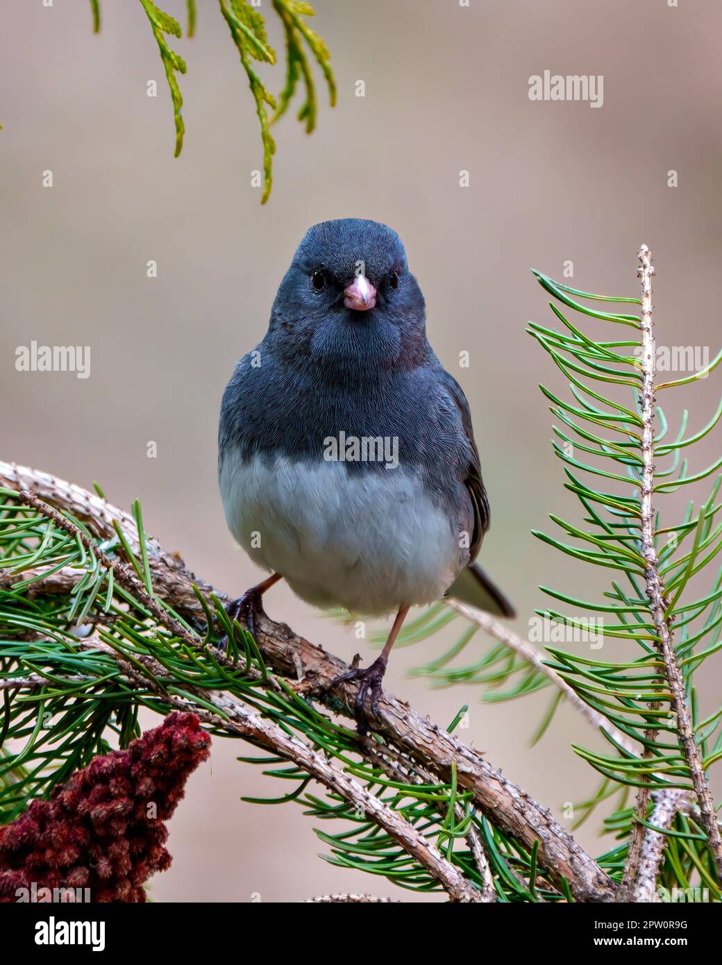 Junco close-up front view perched on a coniferous tree with a blur ...