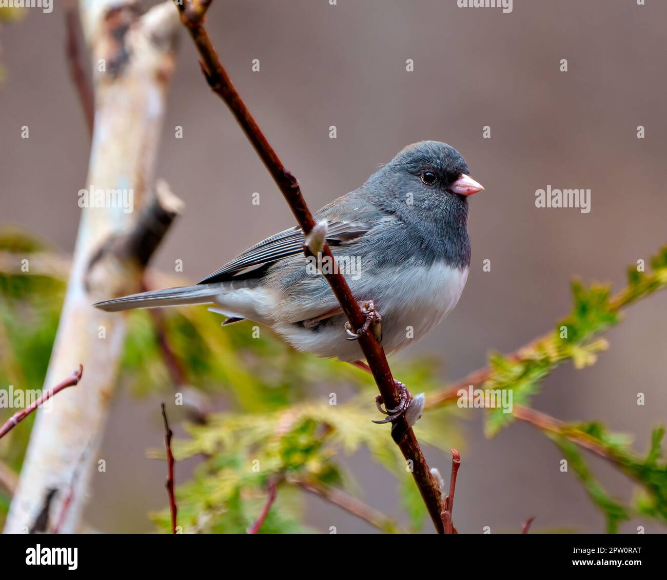 Junco close-up view perched on a tree buds with a blur forest ...