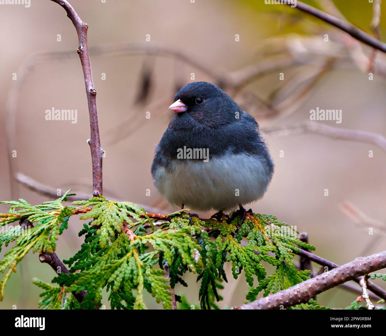 Junco close-up front view perched on a coniferous tree with a blur ...