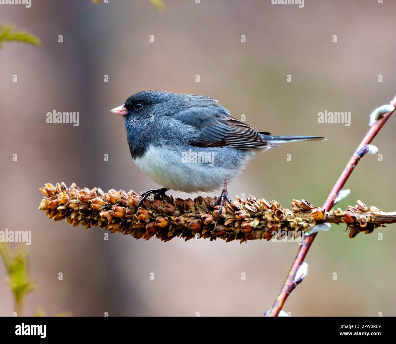 Stalk bird hi-res stock photography and images - Alamy