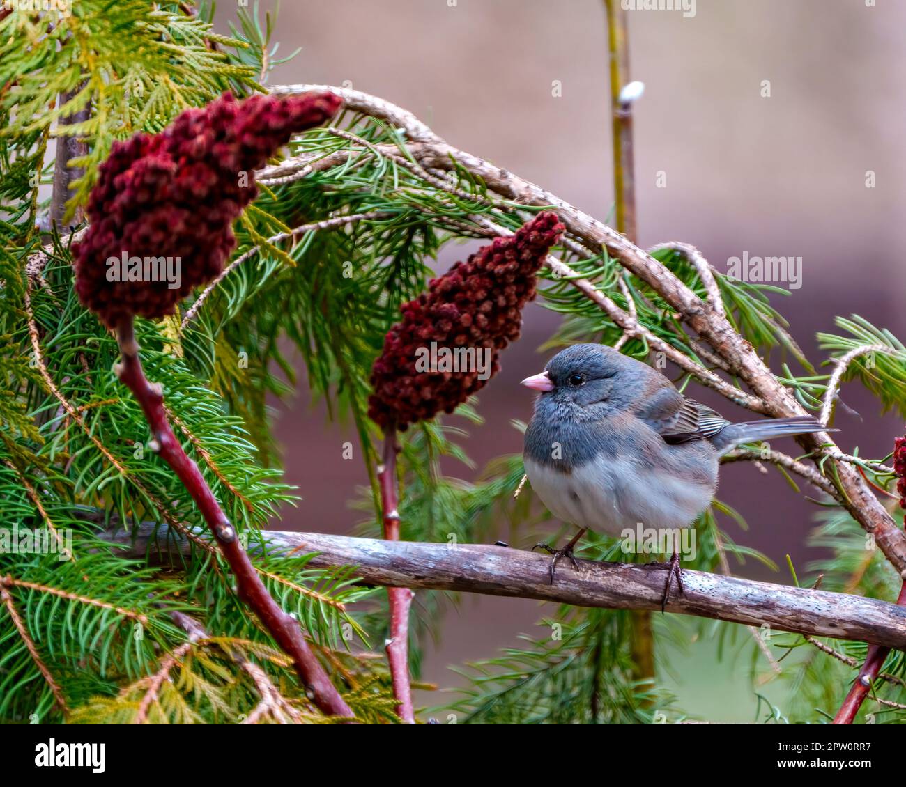 Slate Coloured Junco perched on a red stag horn sumac with a soft ...