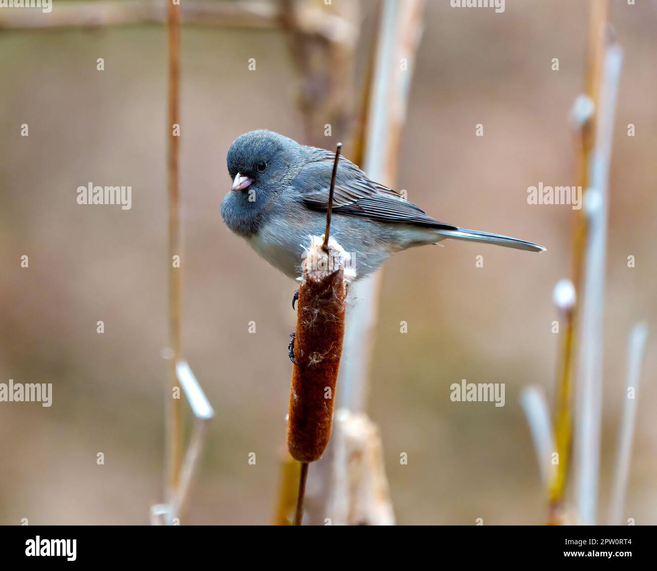Slate Coloured Junco perched on a cattail with a soft background in its ...