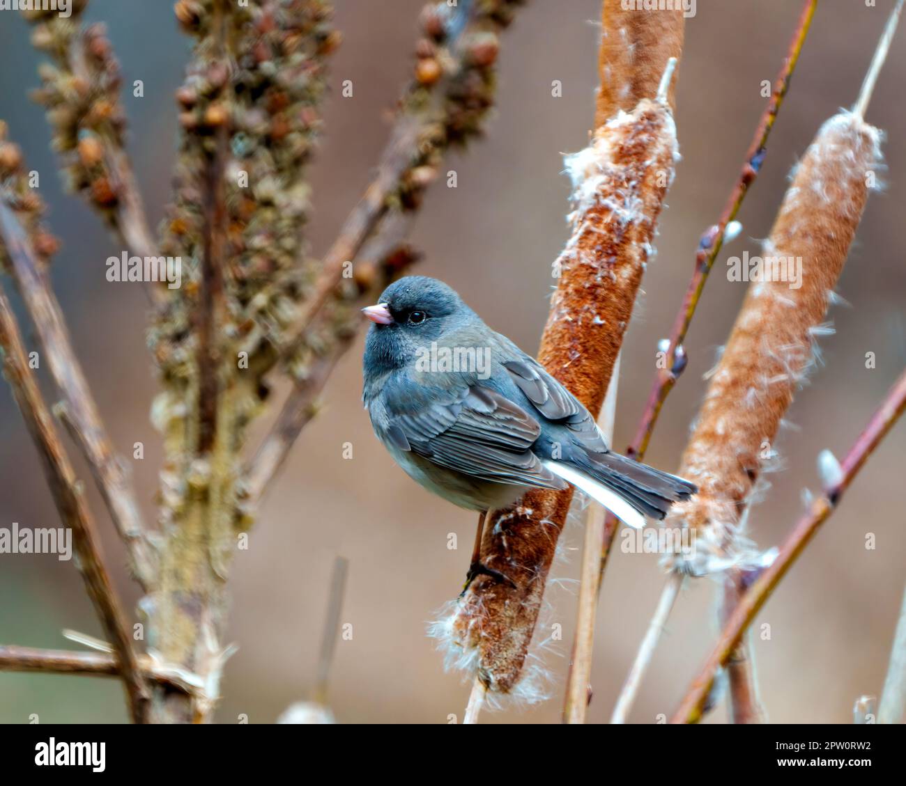 Slate Coloured Junco perched on cattails with a soft background in its ...