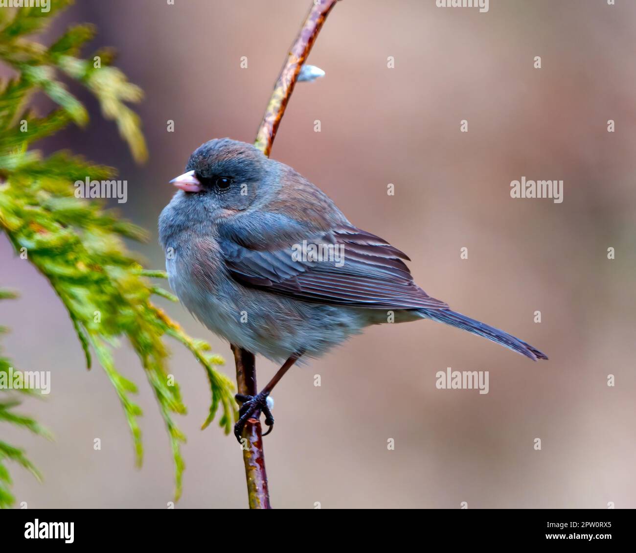 Slate Coloured Junco perched on a tree buds branch with a soft brown ...