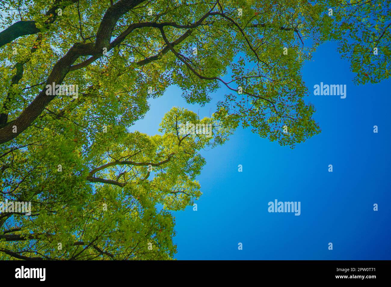 Image of fresh greenery and sunbeams. Shooting Location: Naka -ku ...