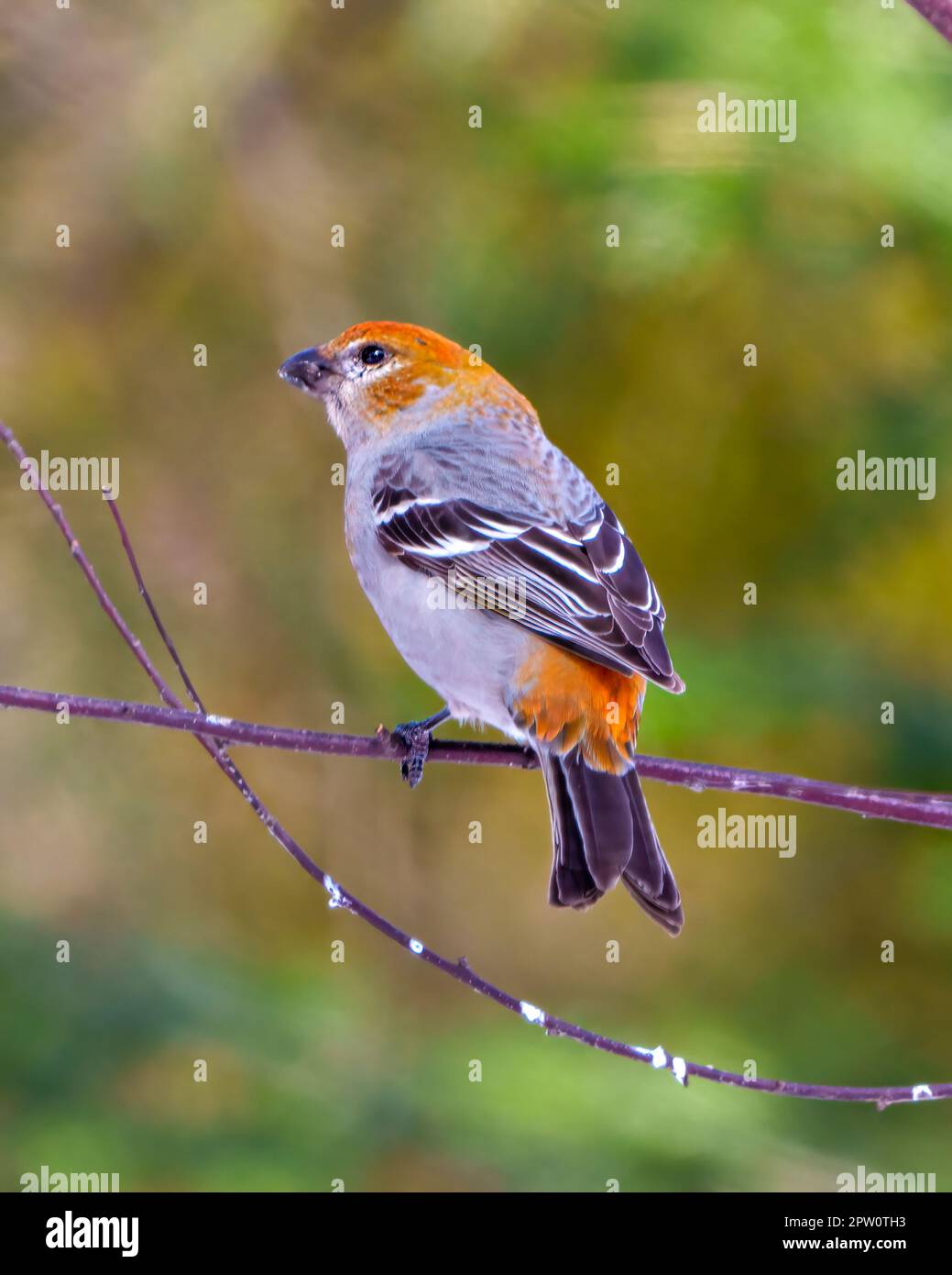 Grosbeak elegant bird picture hi-res stock photography and images - Alamy