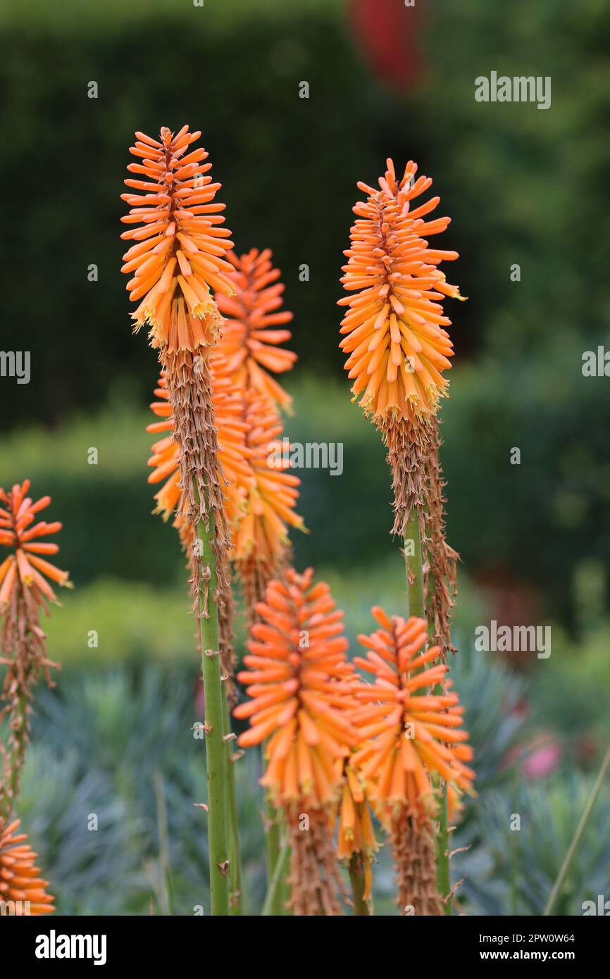Orange red hot poker, Kniphofia unknown species and variety, flower ...