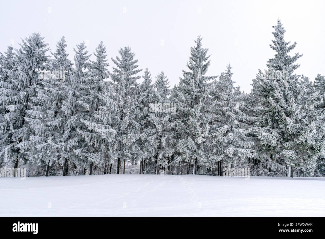 Group of frosty spruce trees in snow. Hoarfrost on the fir trees Stock ...