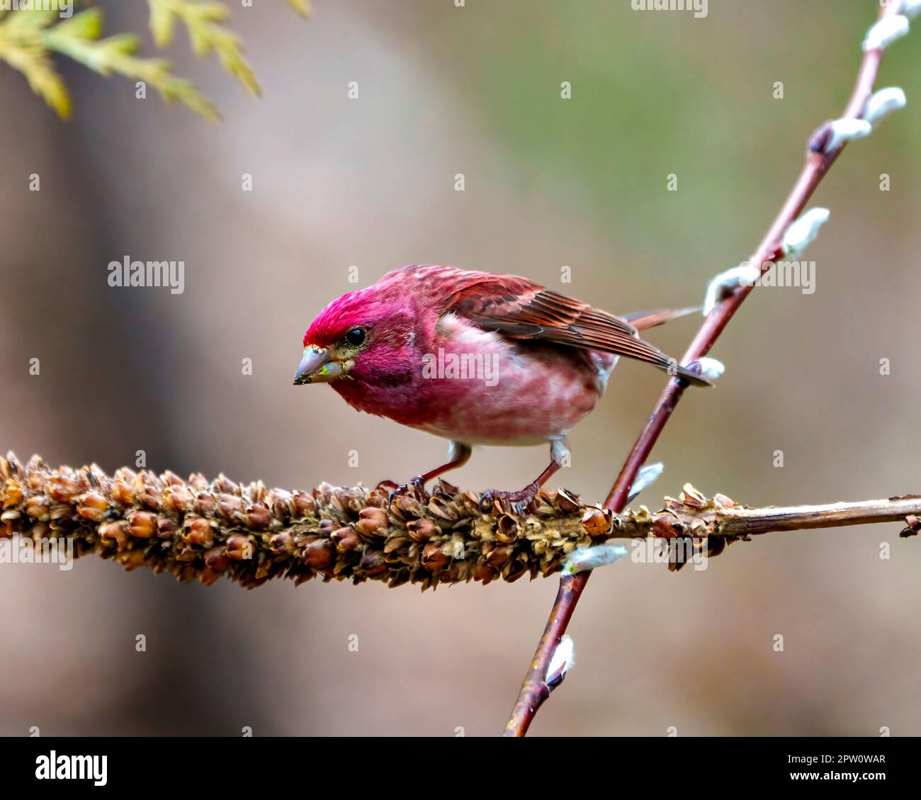 Purple Finch male close-up profile view, perched on a dried mullein ...