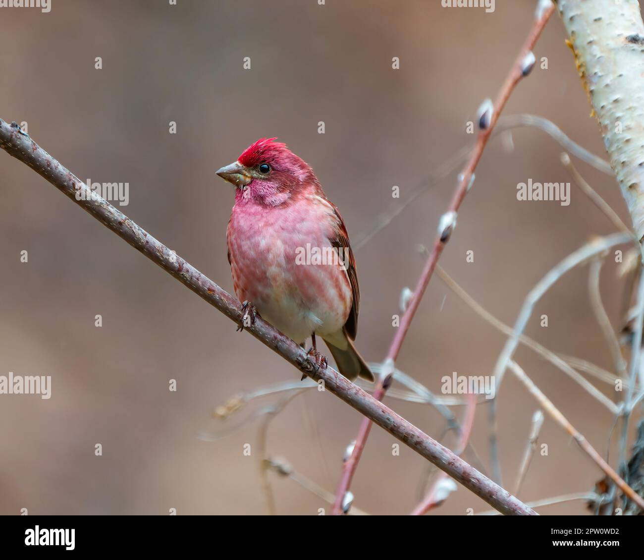 Purple Finch male close-up front view, perched on a branch displaying ...