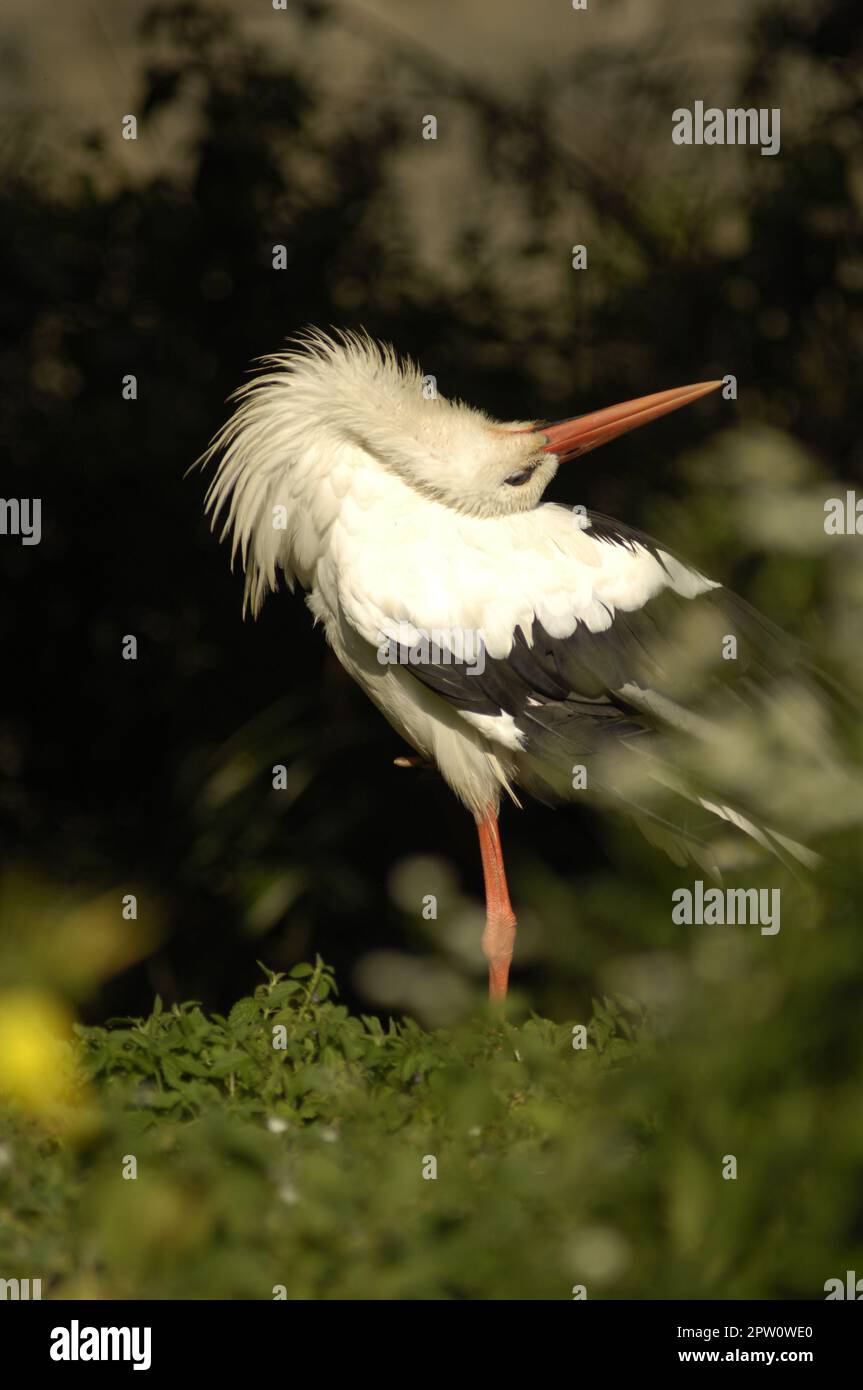 A rattling stork during courtship with neck dislocated and head lowered ...