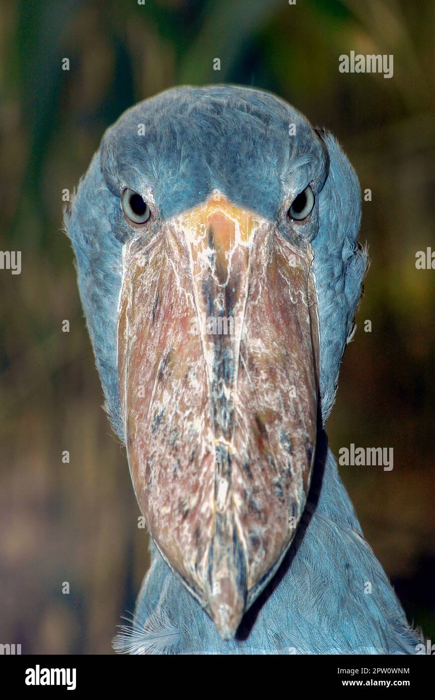 The exposed head and large beak of a shoebill looking at the camera ...