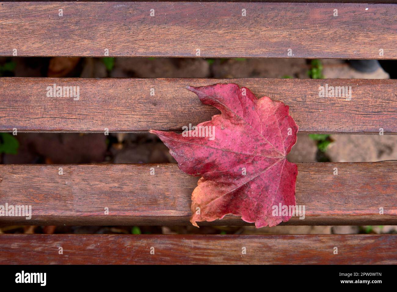 Autumn leaf on wooden planks of a bench. Parallel, fall, empty space ...