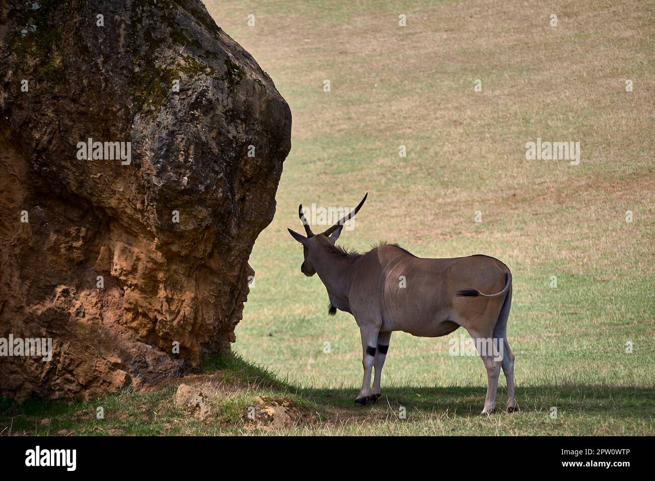 Eland antelope beside a big rock in the savannah. Front view ...