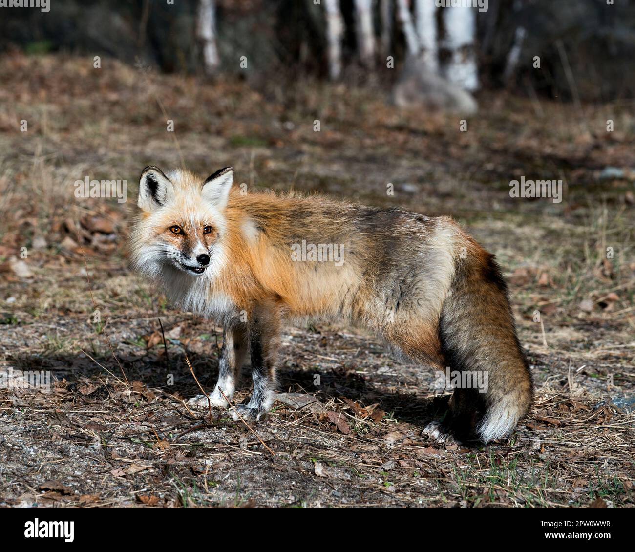 Red fox close-up profile view in the springtime displaying fox tail ...