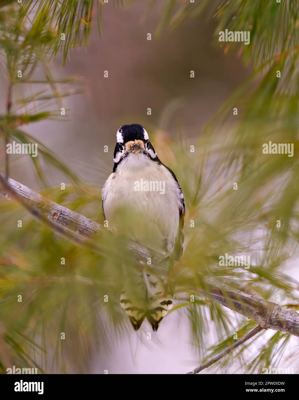 Woodpecker close-up front view with a blur coniferous background in its ...