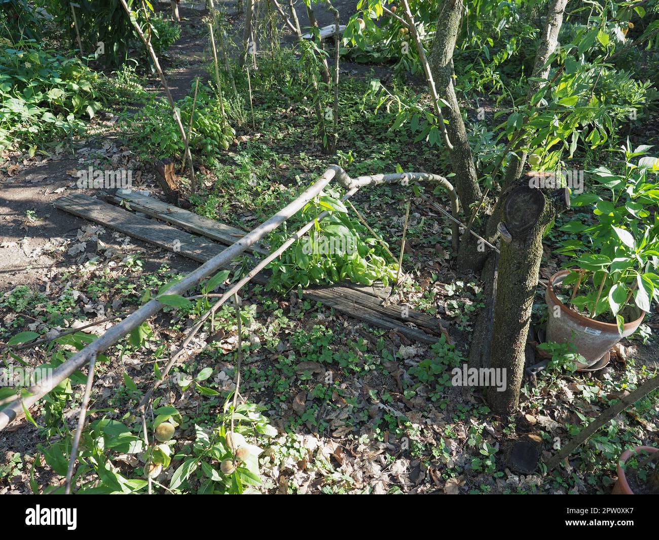 tree damaged by gale wind during hurricane Stock Photo - Alamy