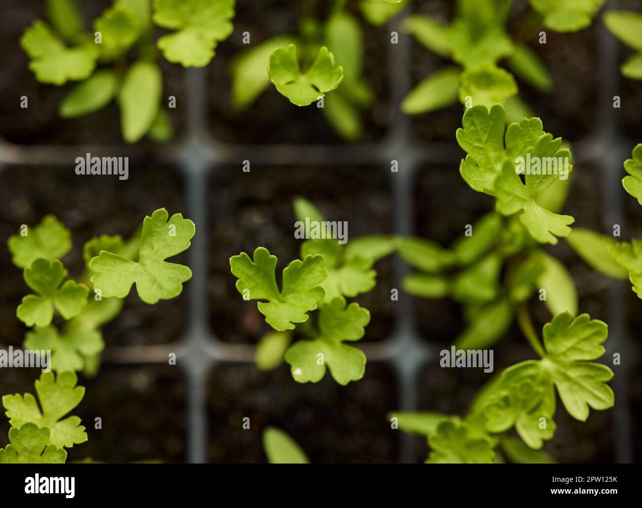 Closeup of blooming plant growing. Plant growing in soil from above ...