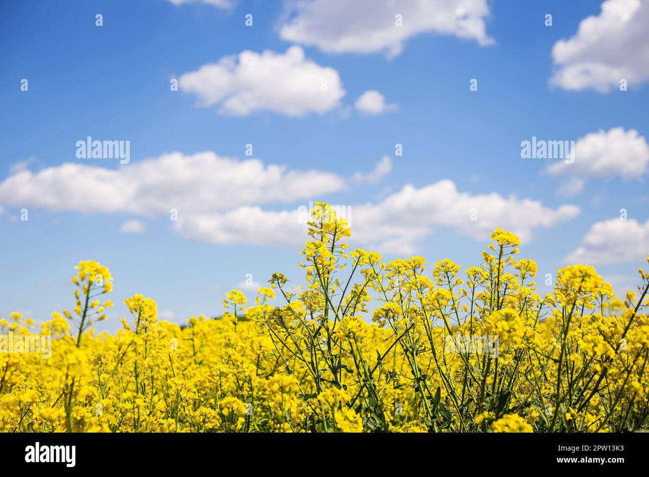 Beautiful yellow rapeseed field with a beautiful blue sky. Biofuel ...