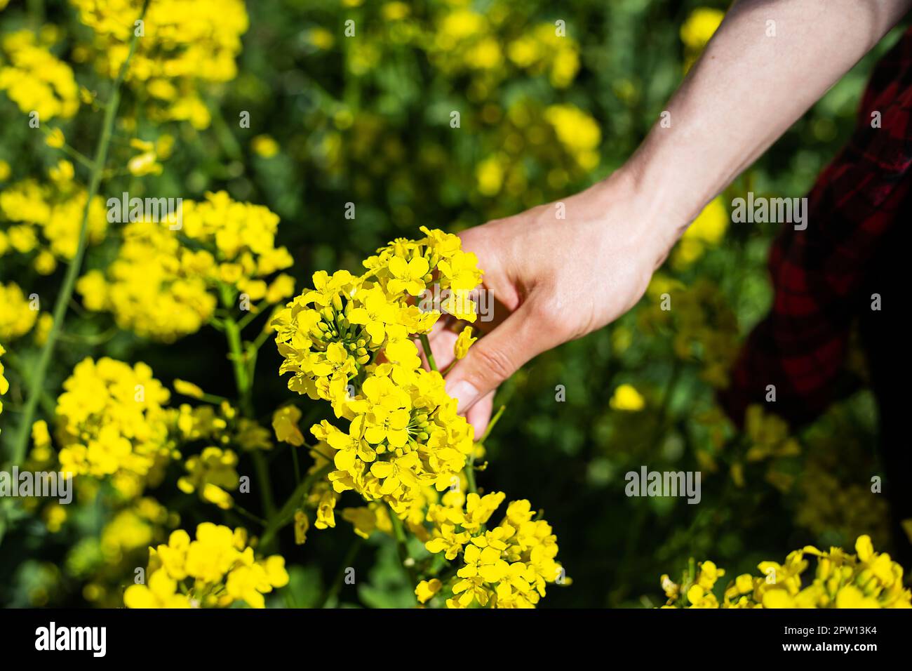 A farmer checks the harvest of a rapeseed field. rural state. Biofuel ...