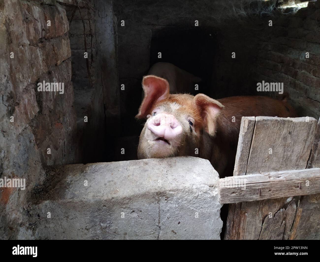 A pig with a brown skin in a pigsty. Agriculture. Pork production. Pig ...